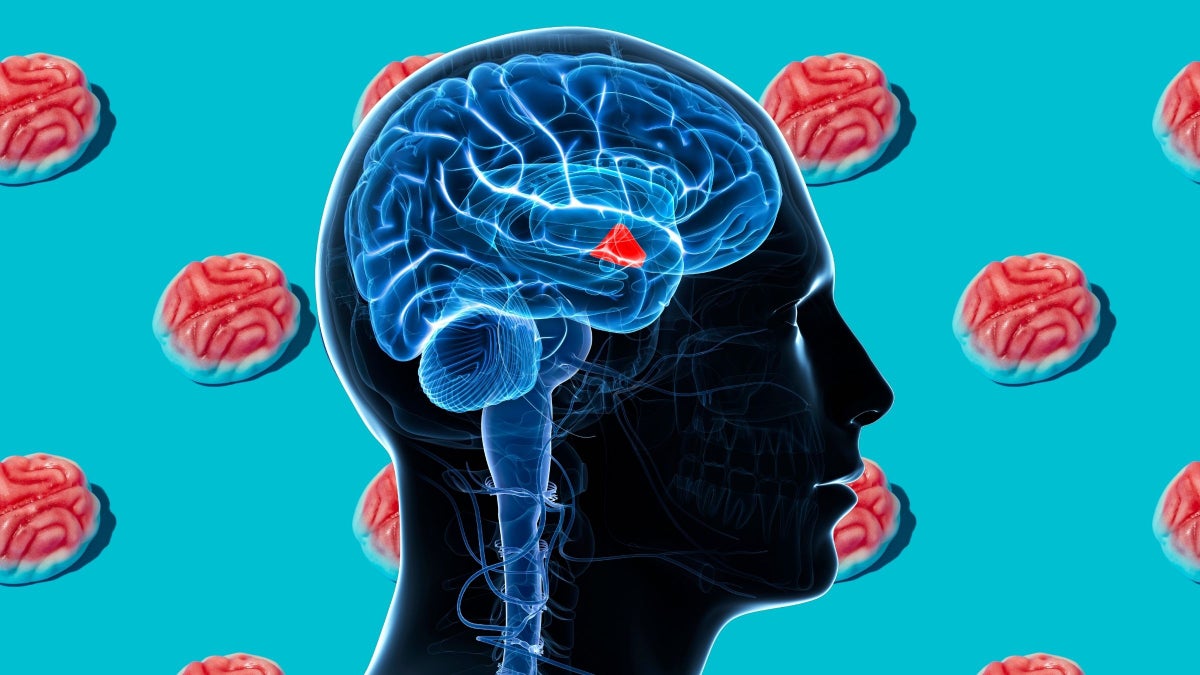 Understanding Your Brain's "Hunger Switch" – Triathlete